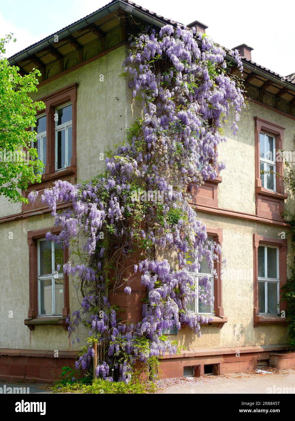Wisterias (Wisteria) (Wisteria floribunda) on building facade, blue ...