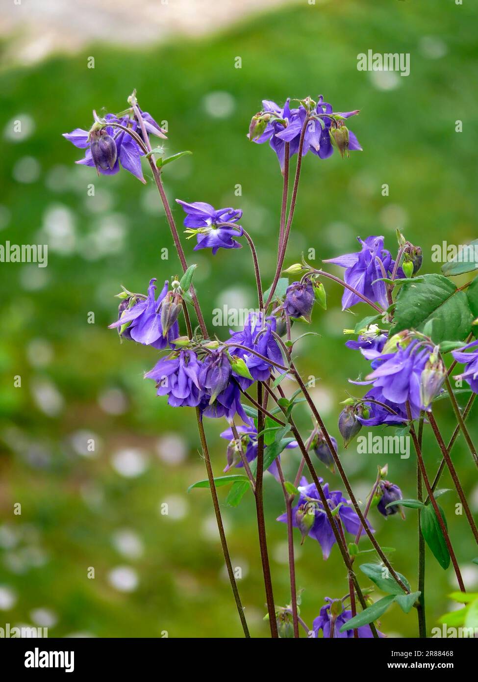 Blue columbine, european columbine (Aquilegia vulgaris), wood columbine ...