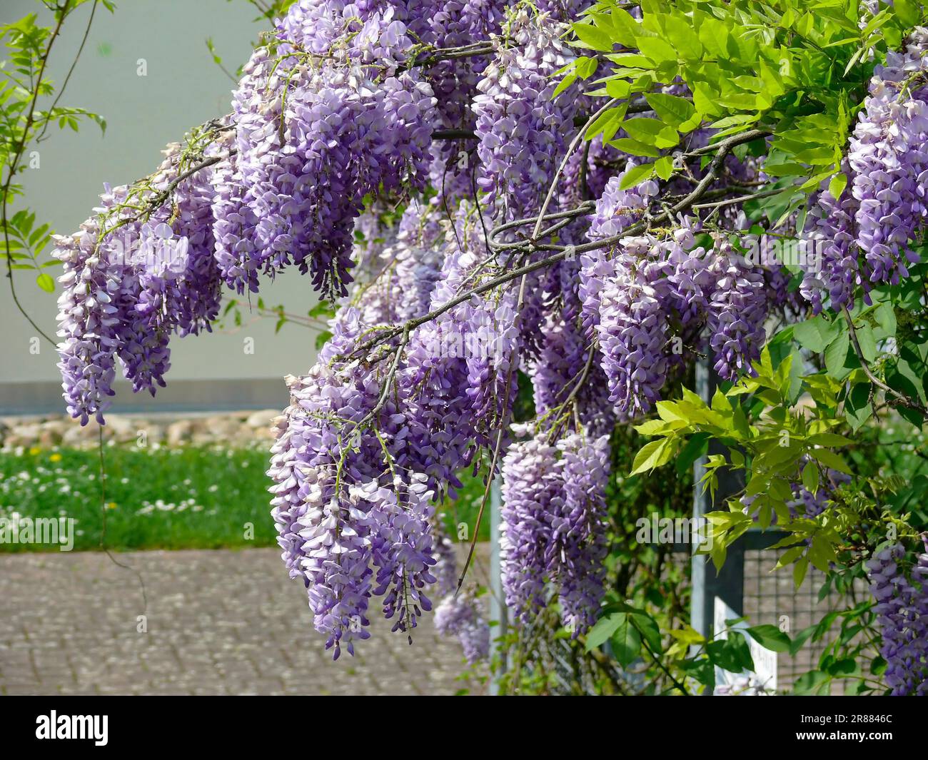 Wisterias (Wisteria) (Wisteria floribunda) on building facade, blue ...