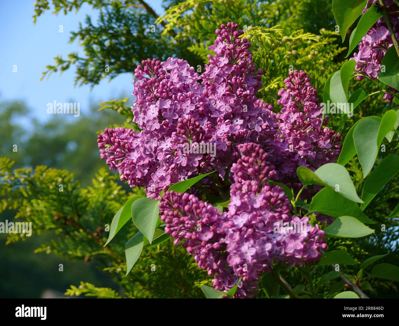 Common Lilac (Syringa vulgaris), Purple Lilac Branch, Flowering Stock ...