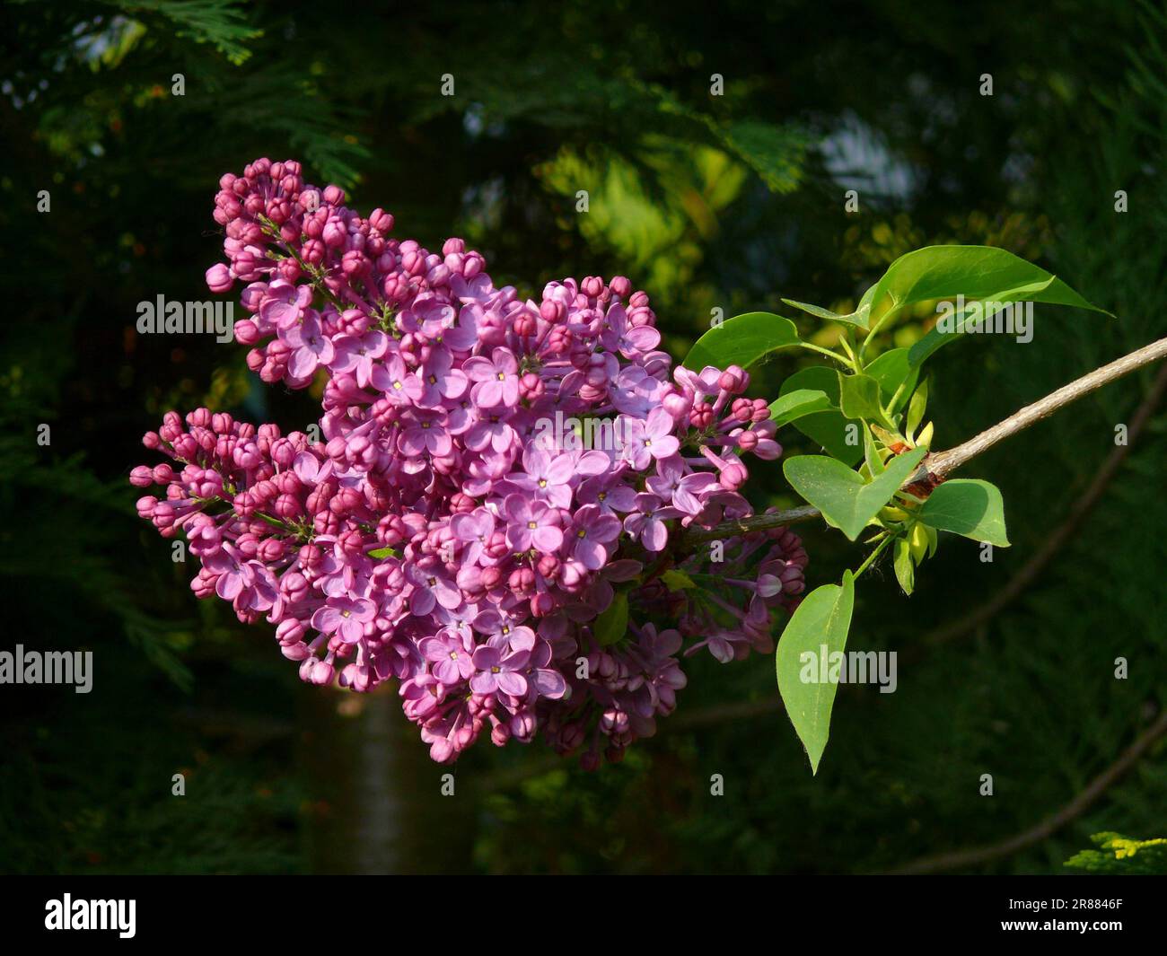 Common Lilac (Syringa vulgaris), Purple Lilac Branch, Flowering Stock ...