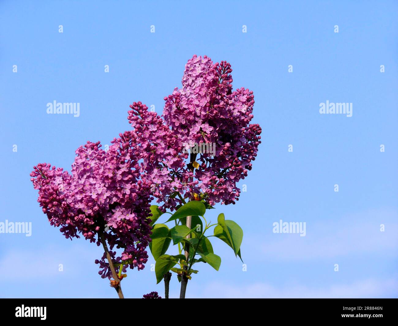 Common Lilac (Syringa vulgaris), Purple Lilac Branch, Flowering Stock ...
