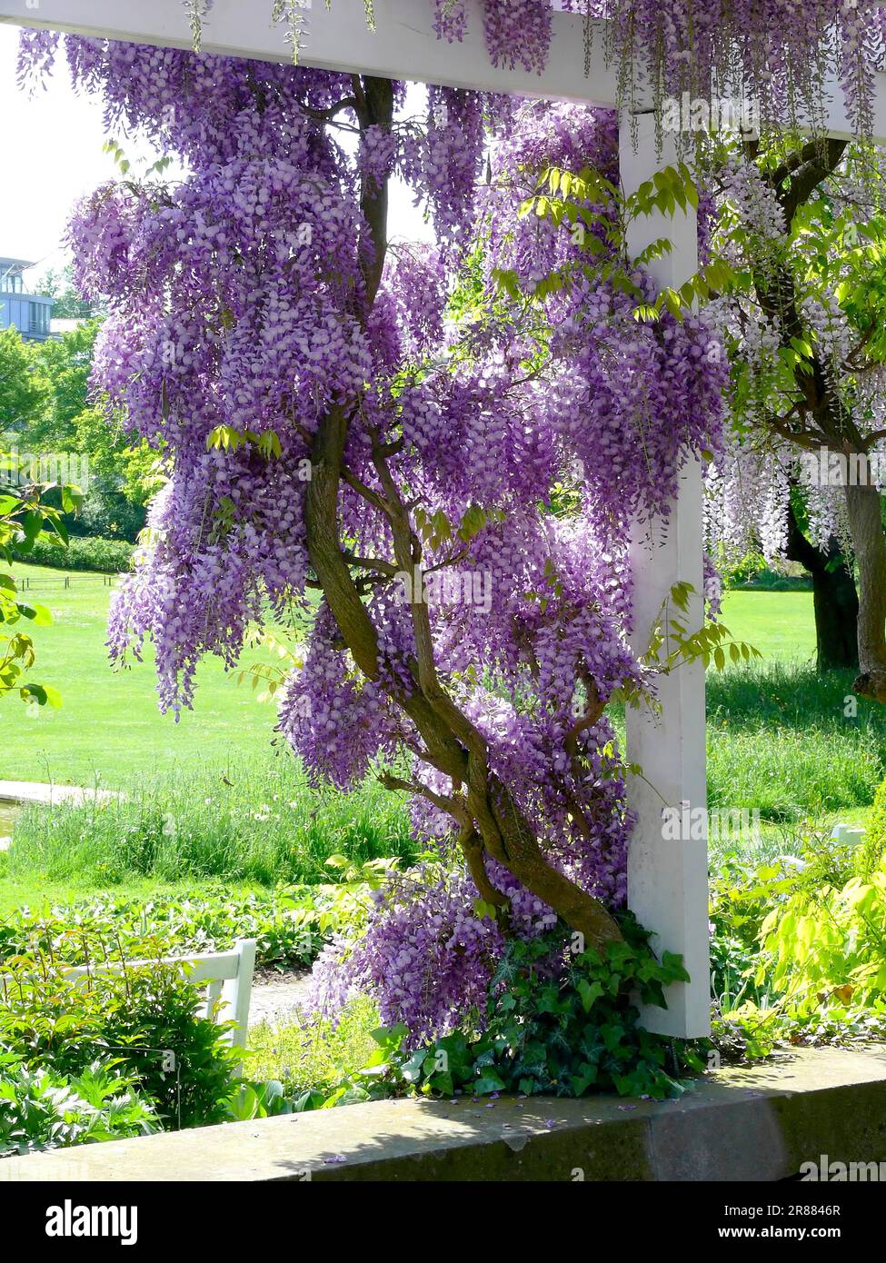 Wisterias (Wisteria) (Wisteria floribunda) on building facade, blue ...