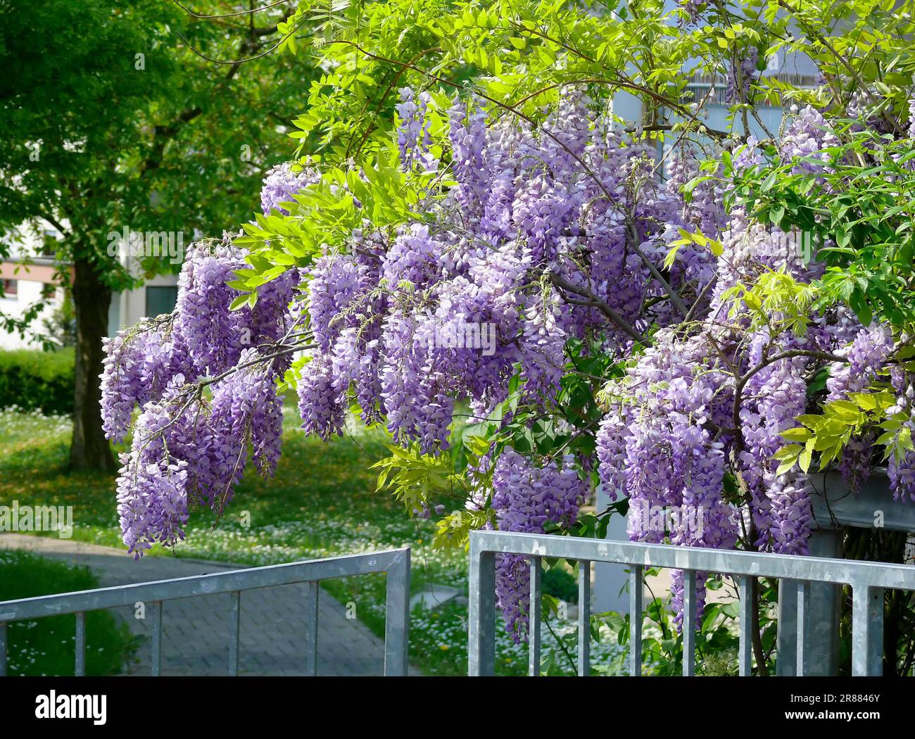 Wisterias (Wisteria) (Wisteria floribunda) on building facade, blue ...