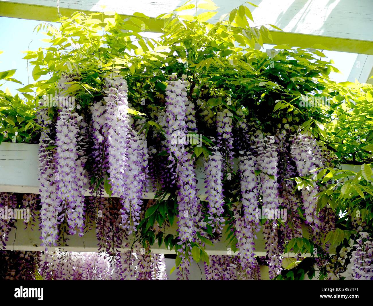 Wisterias (Wisteria) (Wisteria floribunda) on building facade, blue ...