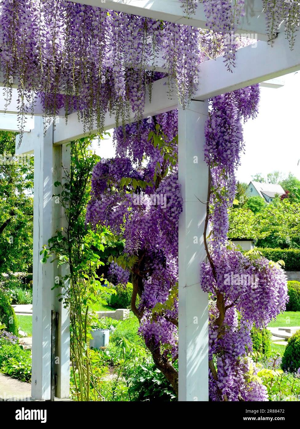 Wisterias (Wisteria) (Wisteria floribunda) on building facade, blue ...
