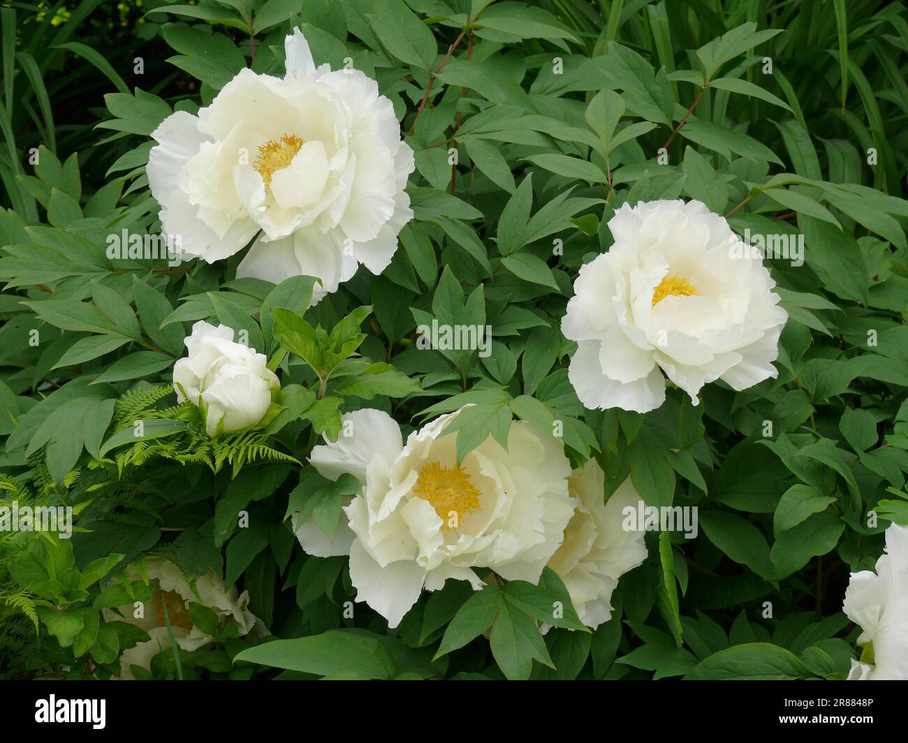Peony embellishment hi-res stock photography and images - Alamy