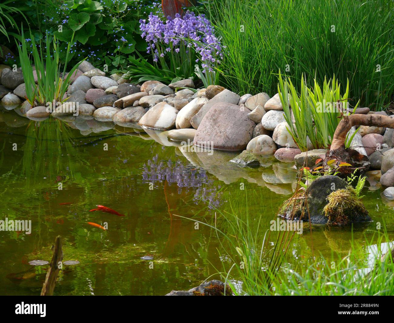 Garden pond, small island in the garden pond, with ferns Stock Photo ...