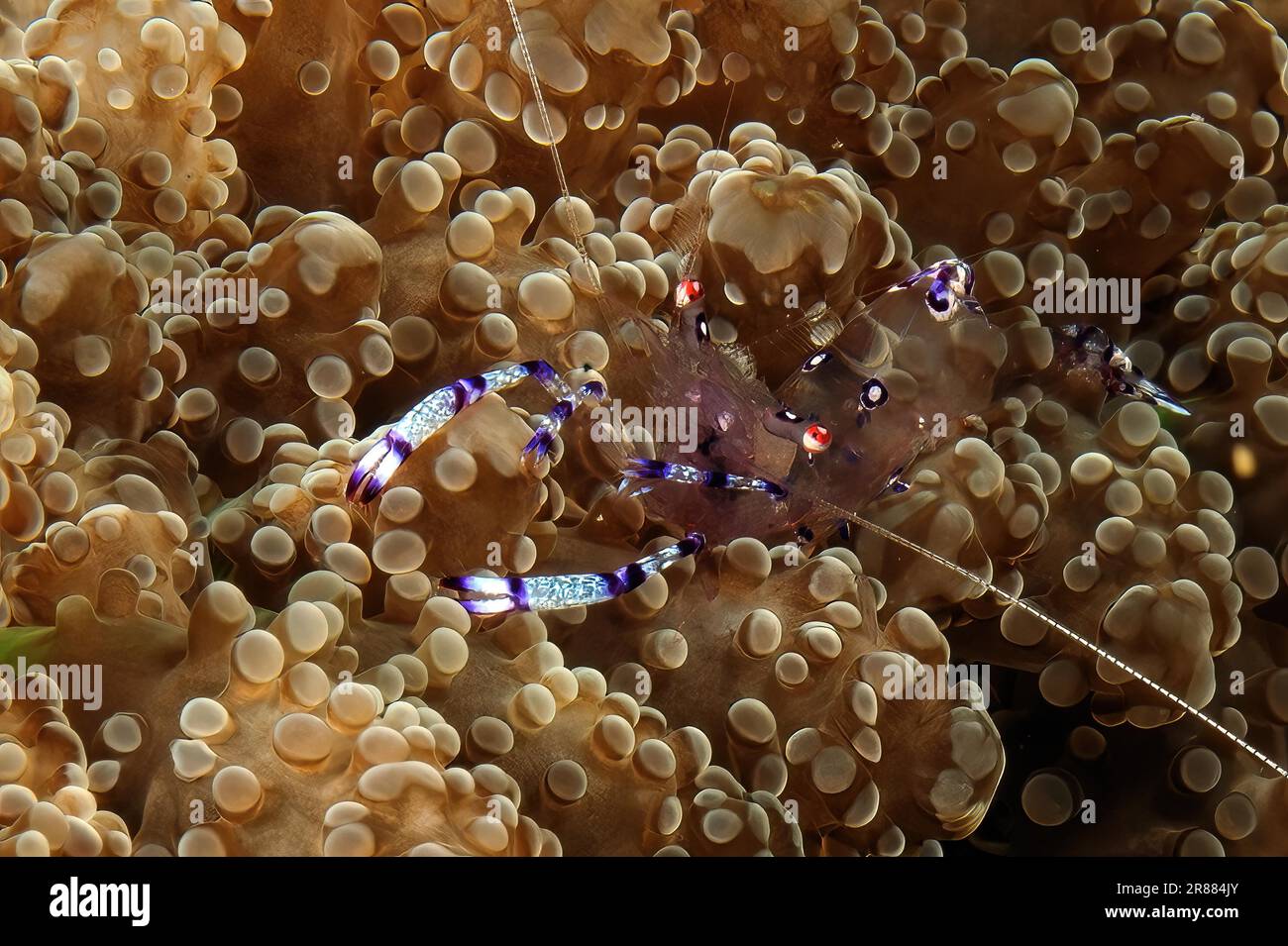 Holthuis shrimp (Ancylomenes holthuisi) sits in sea anemone extends ...