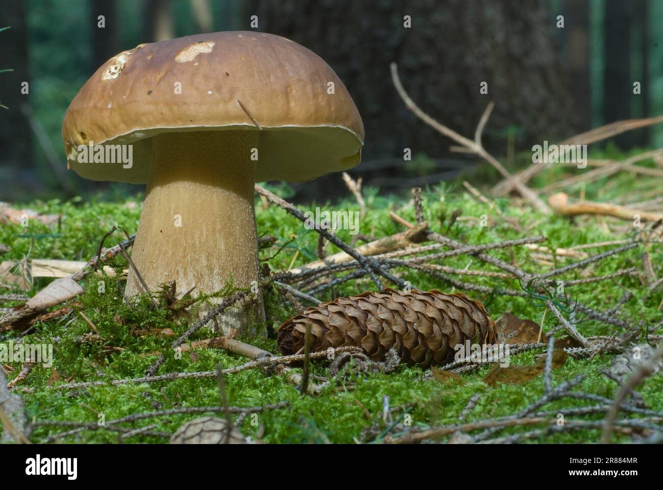 Chestnut brown cap hi-res stock photography and images - Alamy