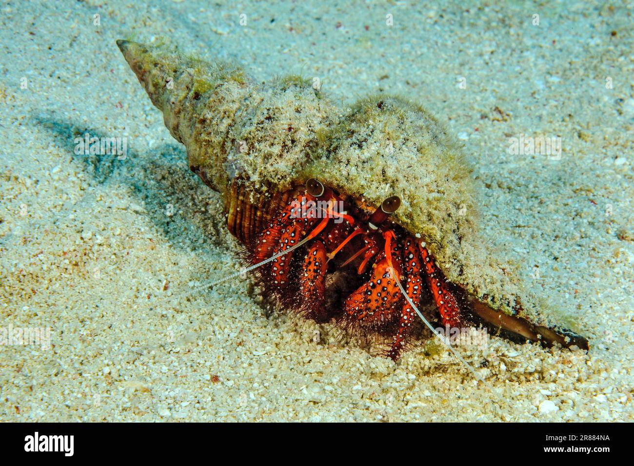Hermit crab (Dardanus megistos) walking on sandy seabed Seabed, Pacific ...