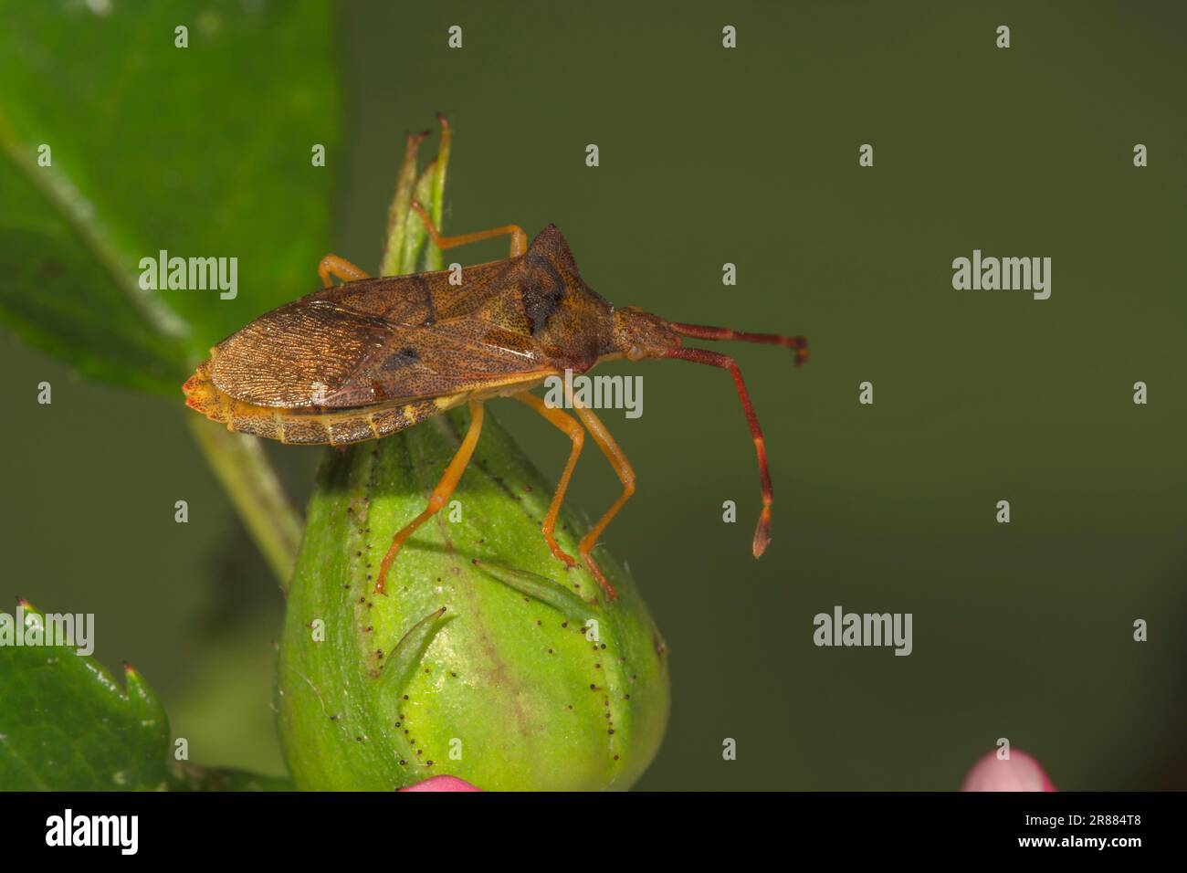 Brown edge bug (Gonocerus acuteangulatus) on a rose bud, Baden ...