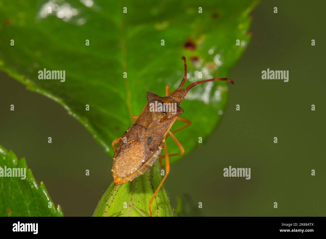 Brown edge bug (Gonocerus acuteangulatus) on a rose bud, Baden ...