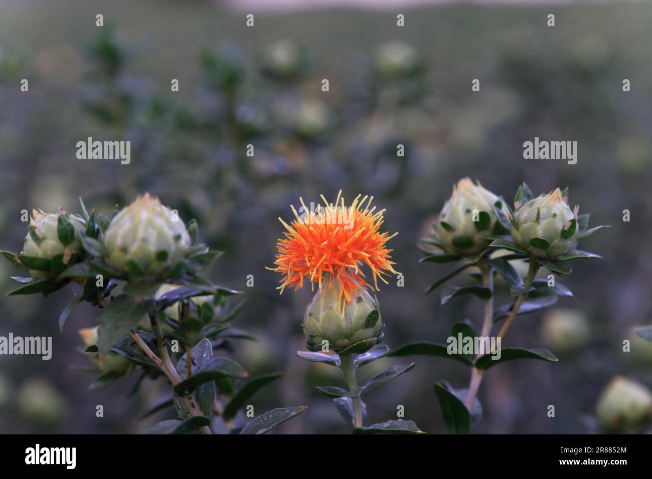 Flowering carthamus plant used for oil production, with numerous ...