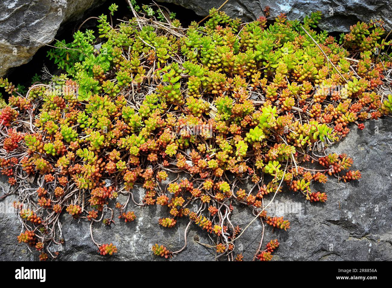 White stonecrop (Sedum album), also white wall pepper, Allgaeu, Bavaria ...
