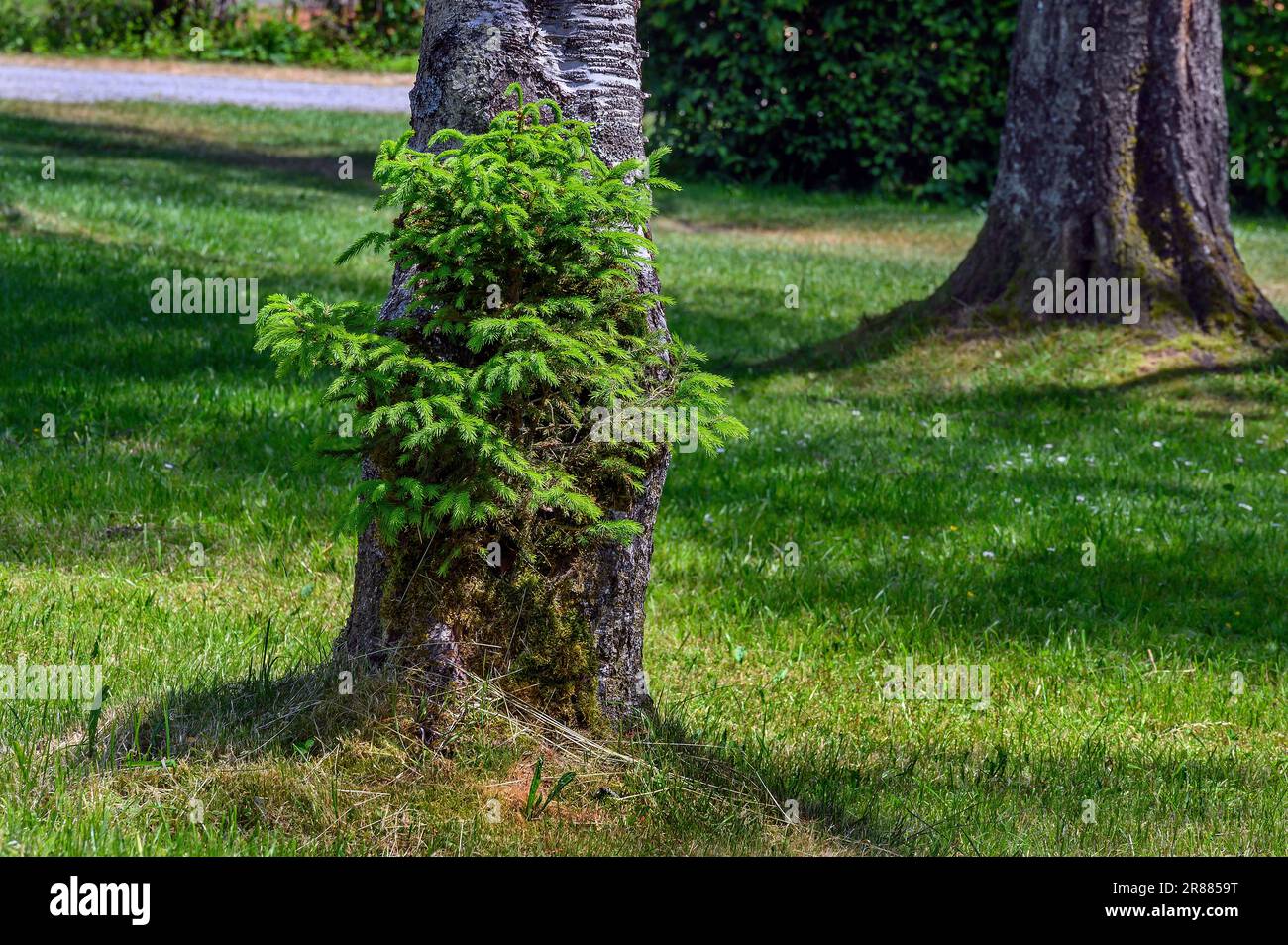 A young fir tree (Abies) grows out of the knothole of a birch tree ...