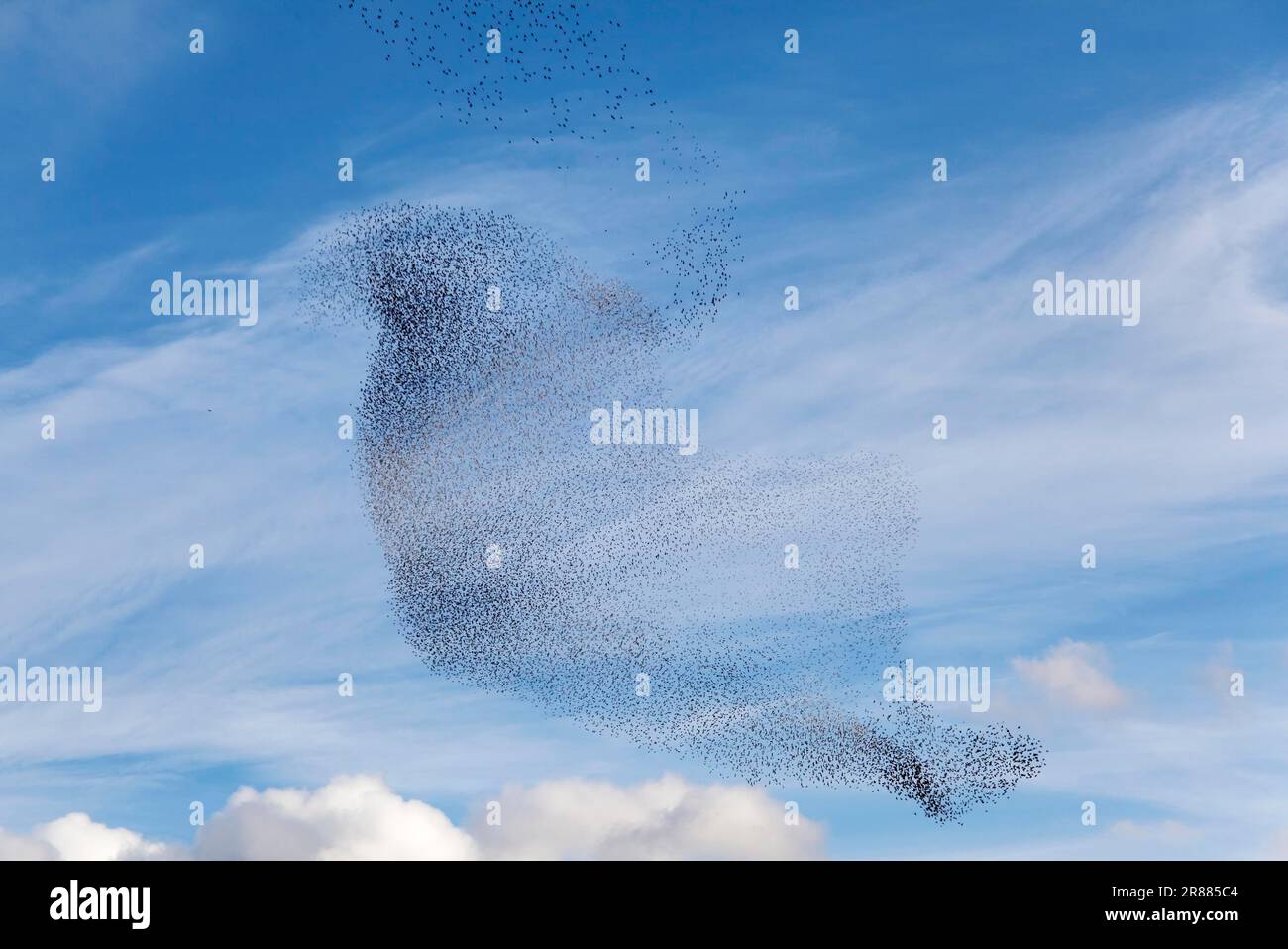 Flock dance hi-res stock photography and images - Alamy