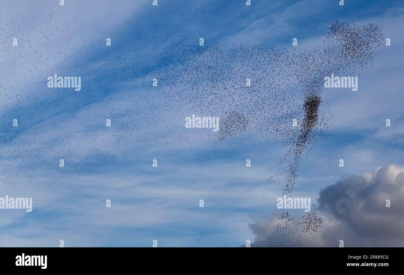 Flock dance hi-res stock photography and images - Alamy