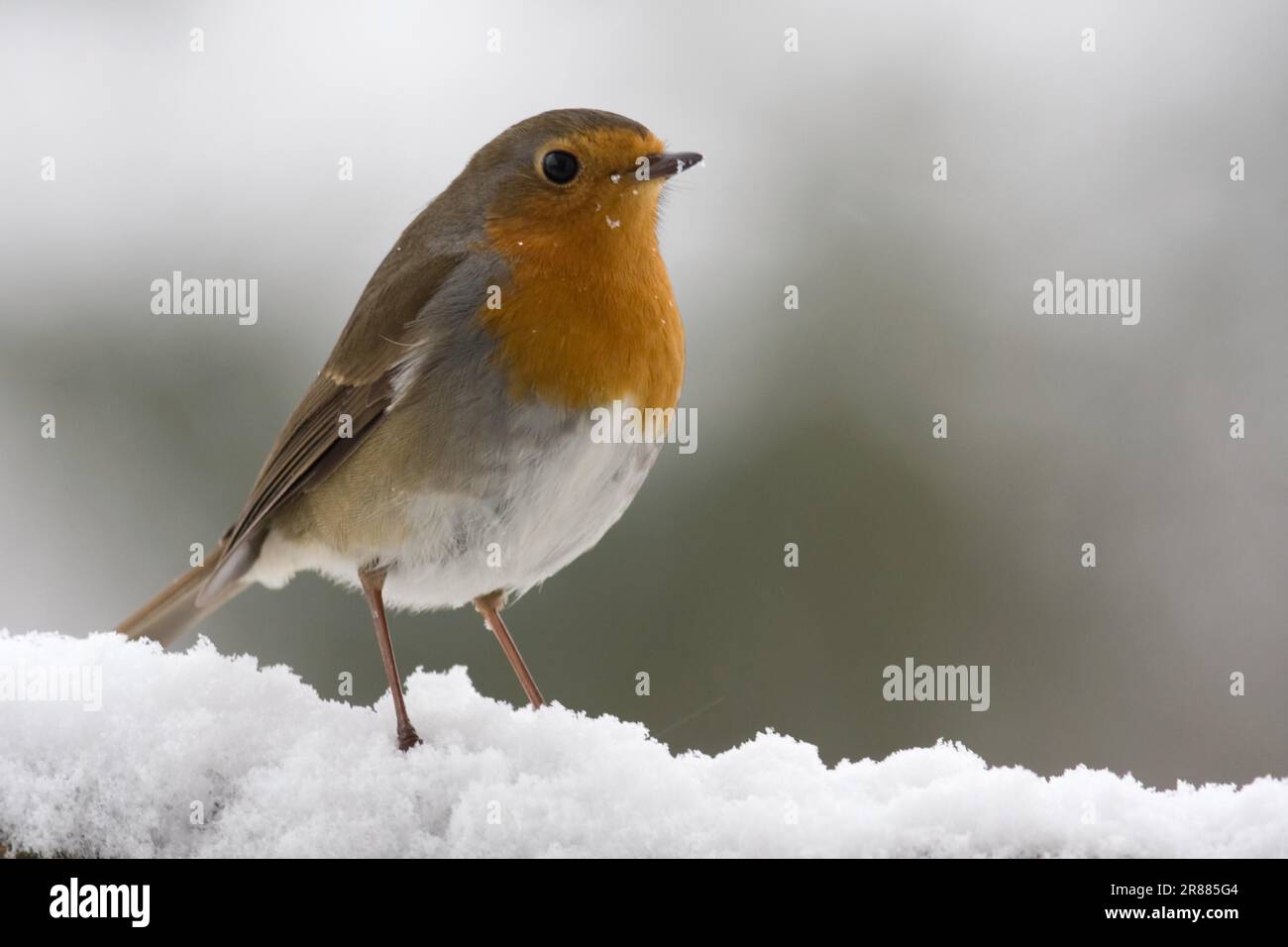 Robin in the snow/snowfall Stock Photo - Alamy