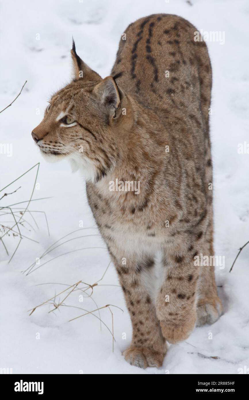 Migratory Eurasian Lynx Stock Photo - Alamy