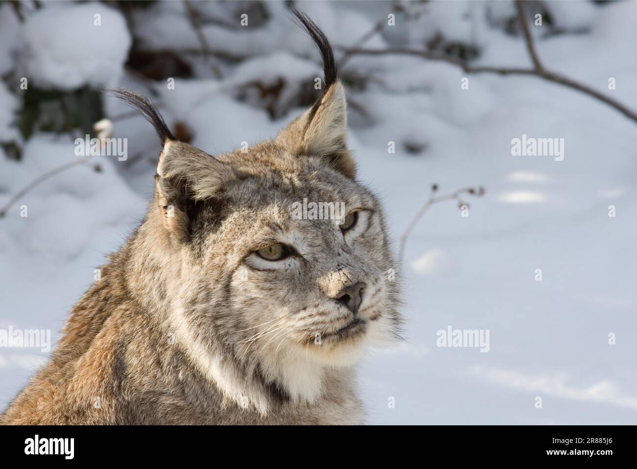 Adult Eurasian Lynx Stock Photo - Alamy
