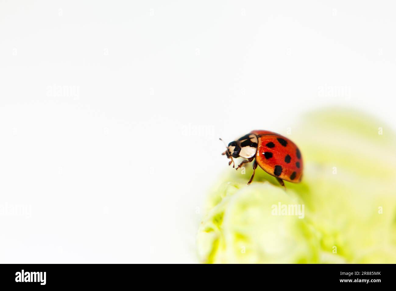 Ladybird, red with black spots, on a green piece of lettuce looking for ...