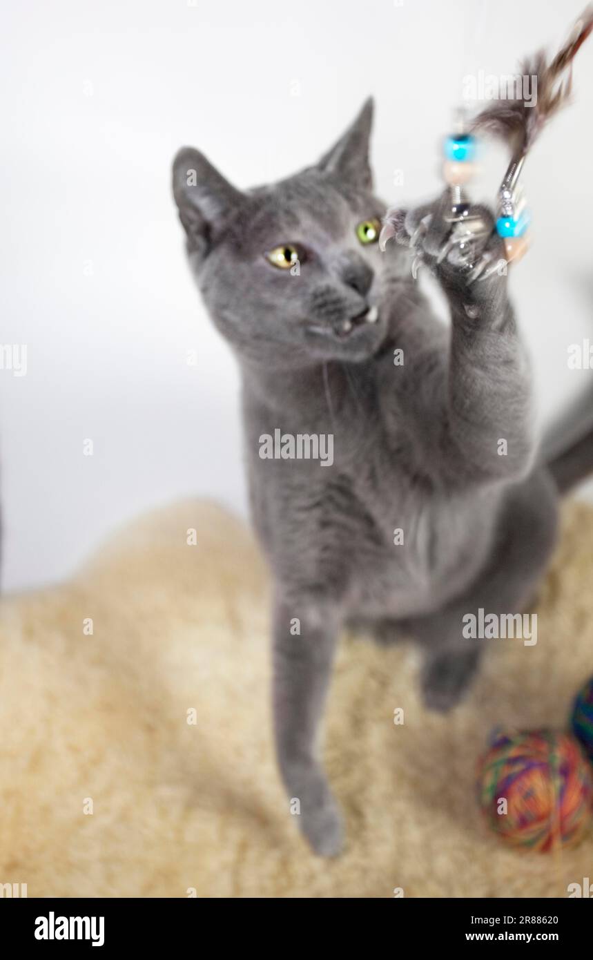 Portrait of a Russian Blue cat playing with a ball of wool, studio shot ...