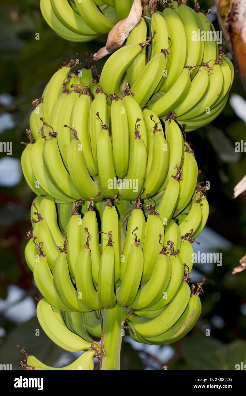 Large bunch of bananas, a heavy bunch hanging from a banana tree Stock ...