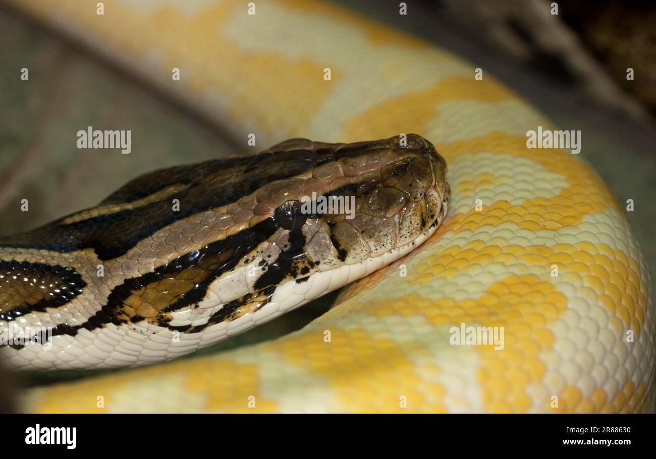 Morelia spilota hi-res stock photography and images - Alamy