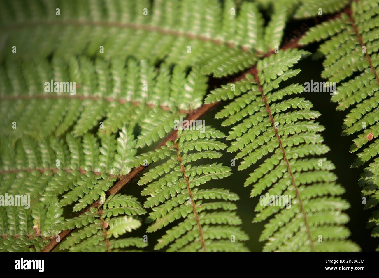 Large Tree Fern Plants, Leaf Details Stock Photo - Alamy