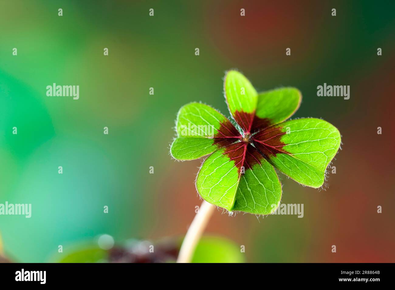 Red and green leaved plant hi-res stock photography and images - Alamy