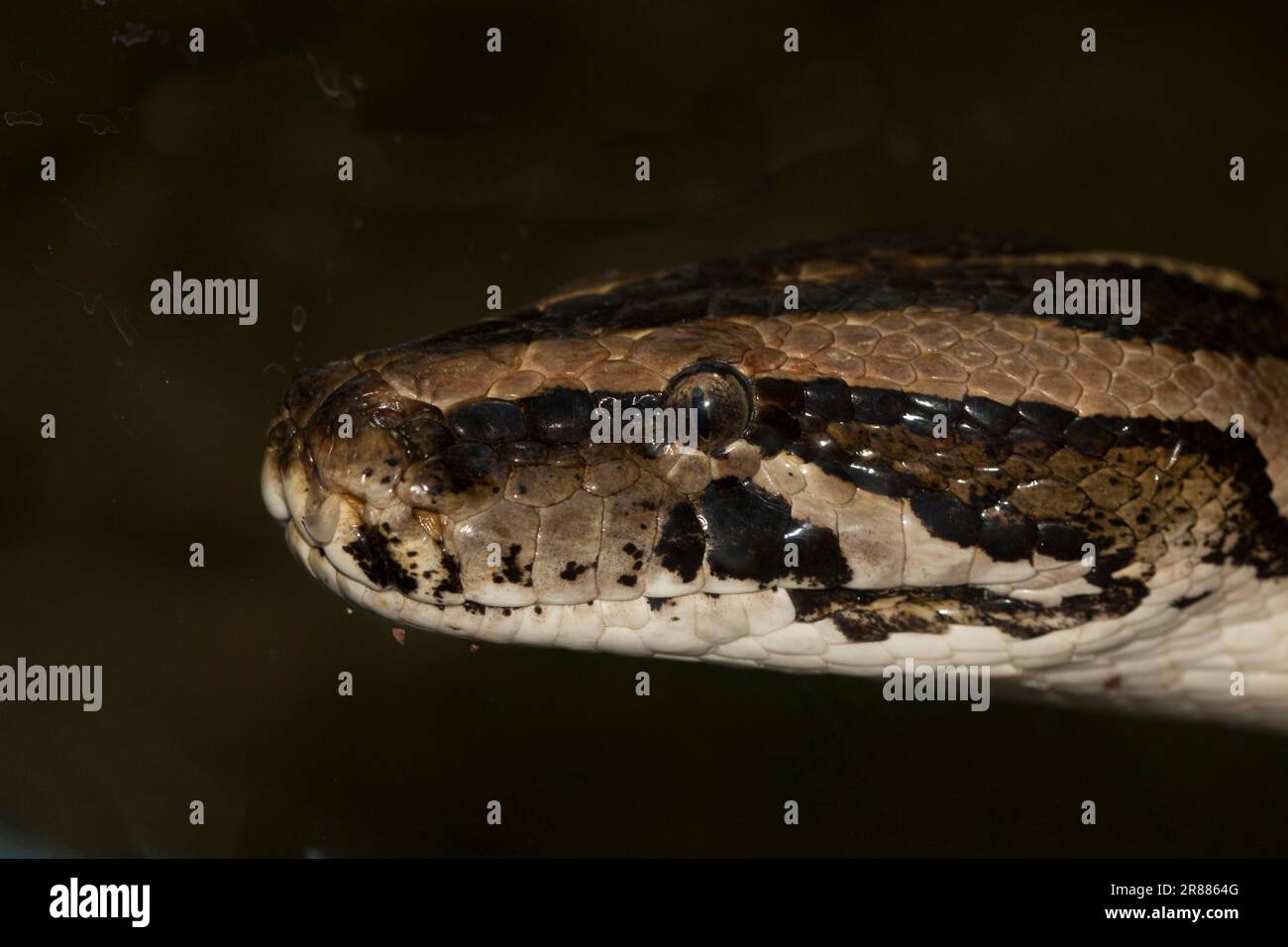 Morelia spilota hi-res stock photography and images - Alamy