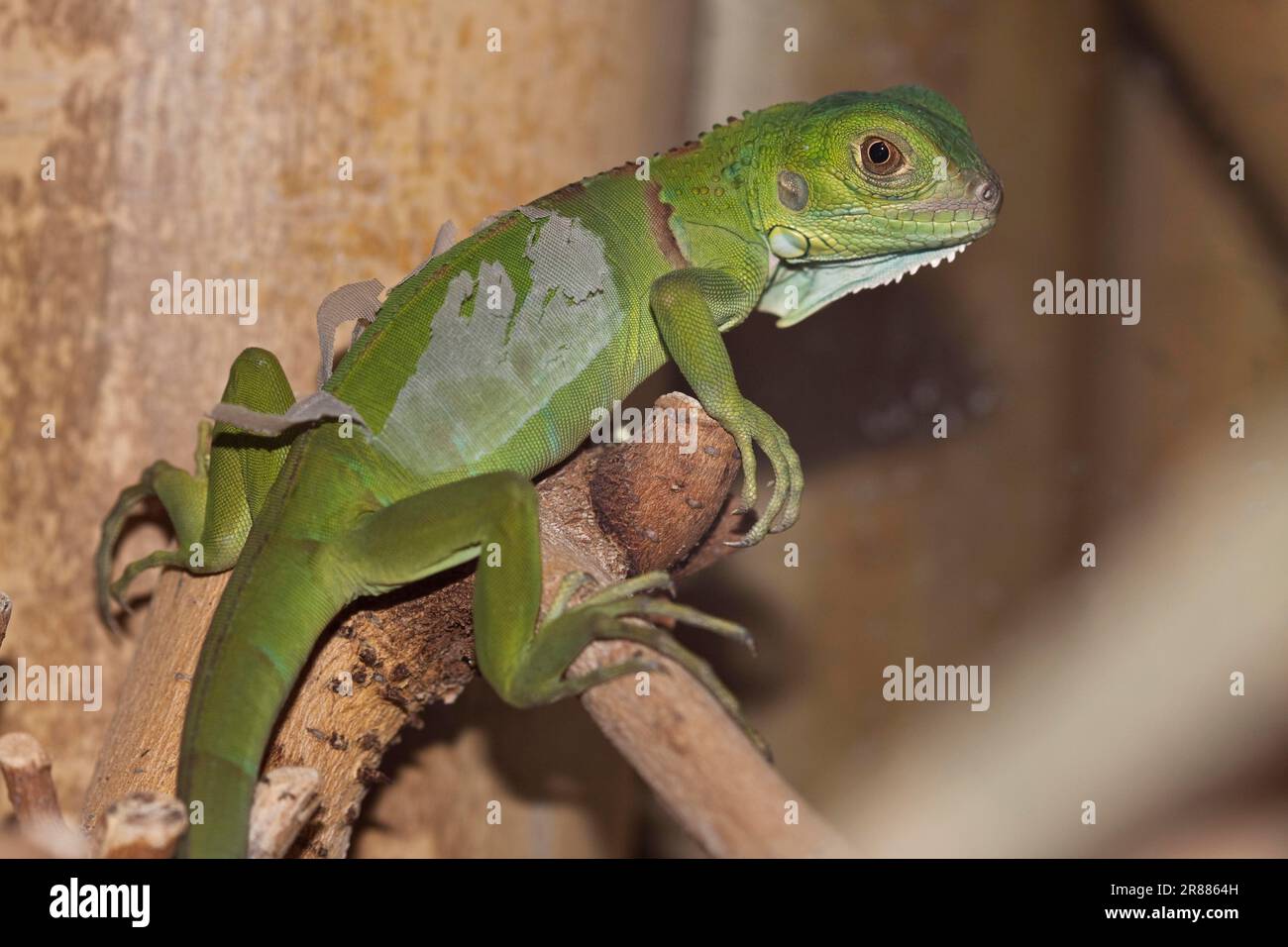 Baby Green Iguana