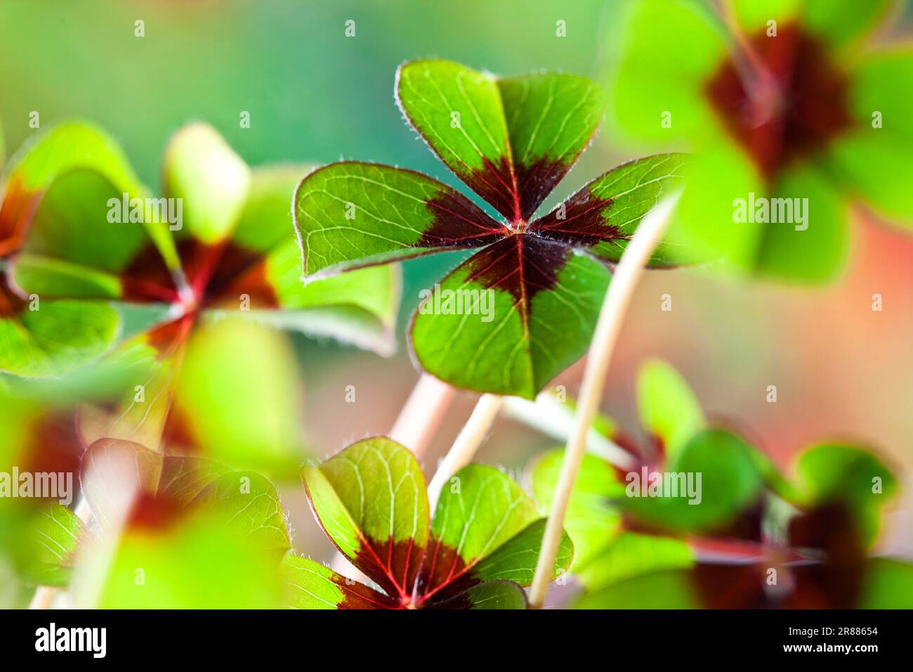 Four leaved clover hi-res stock photography and images - Alamy
