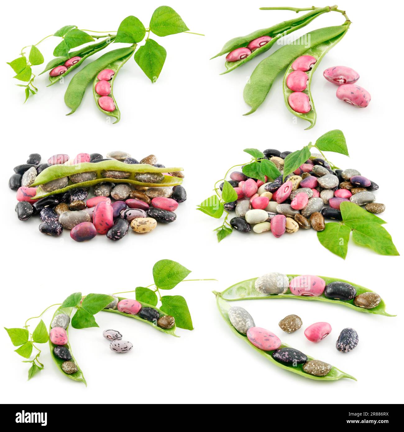 Collection of Ripe Haricot Beans with Seed Isolated on White Background ...