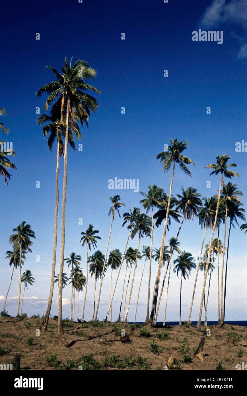 Coconut trees in Port Blair, Andaman and Nicobar Islands, India, Asia ...
