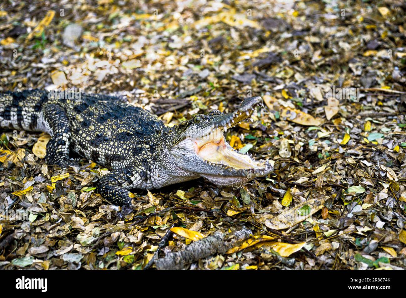 Siamese crocodile (Crocodylus siamensis) Critically endangered, captive ...