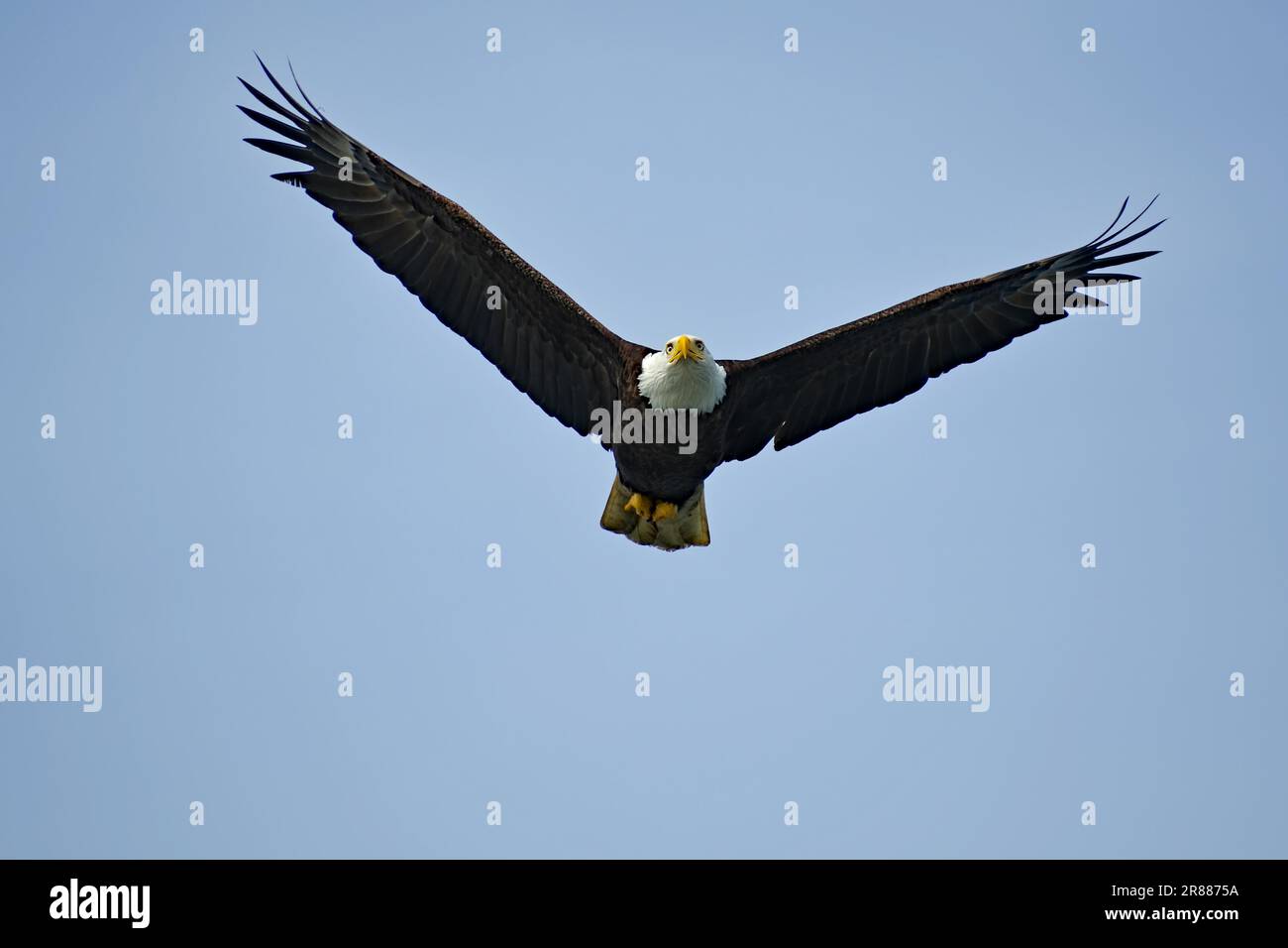 Adult bald eagle in flight, heraldic bird, National Park, Khutzeymateen ...