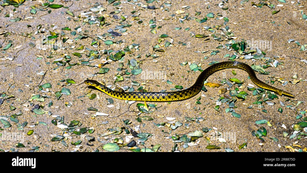 Checkered keelback water snake (Xenochrophis piscator) captive, The ...