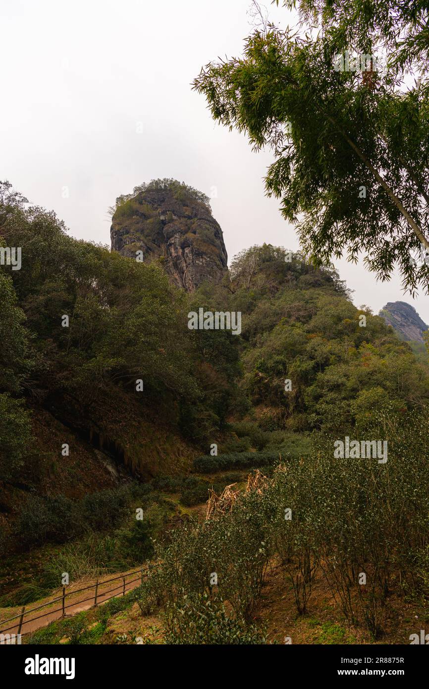 Landscape of the tea plantations in Wuyishan Mountain, Fujian, China ...