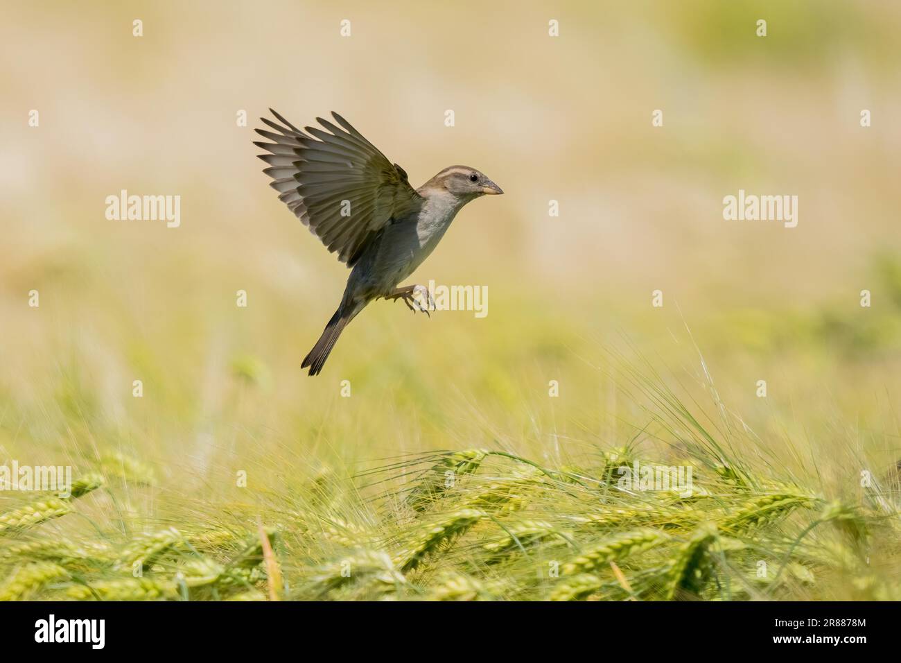 House sparrow (passer domesticus) flying over barley field, Hesse ...