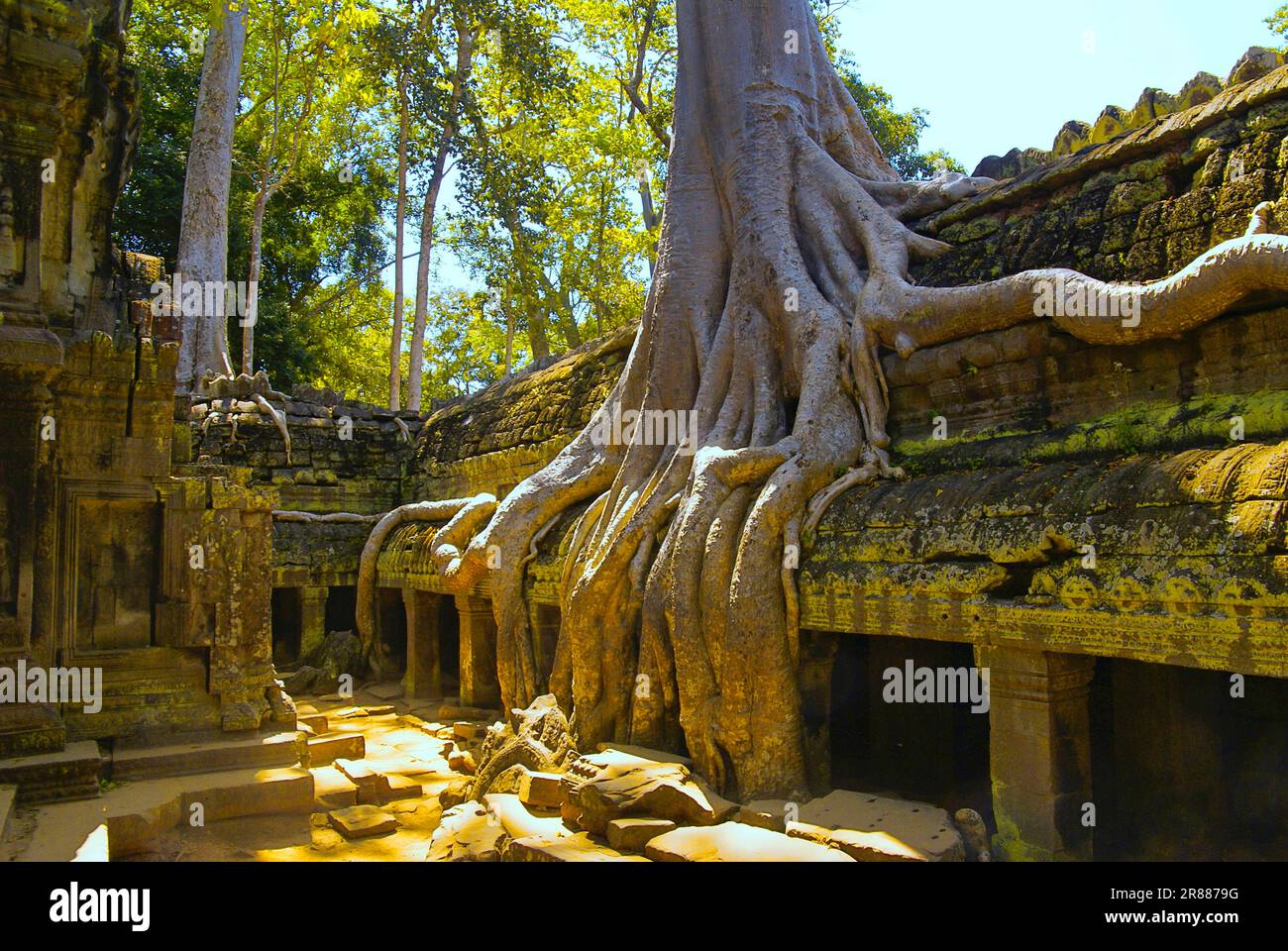 Tree roots in masonry of jungle temple, near Angkor Thom, old Khmer ...