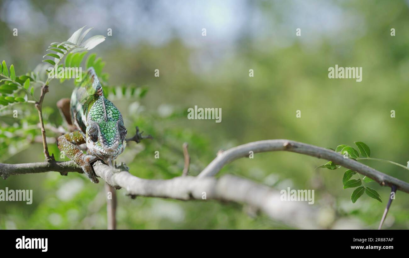 Green chameleon walks along branch and looksat around on bright sunny ...