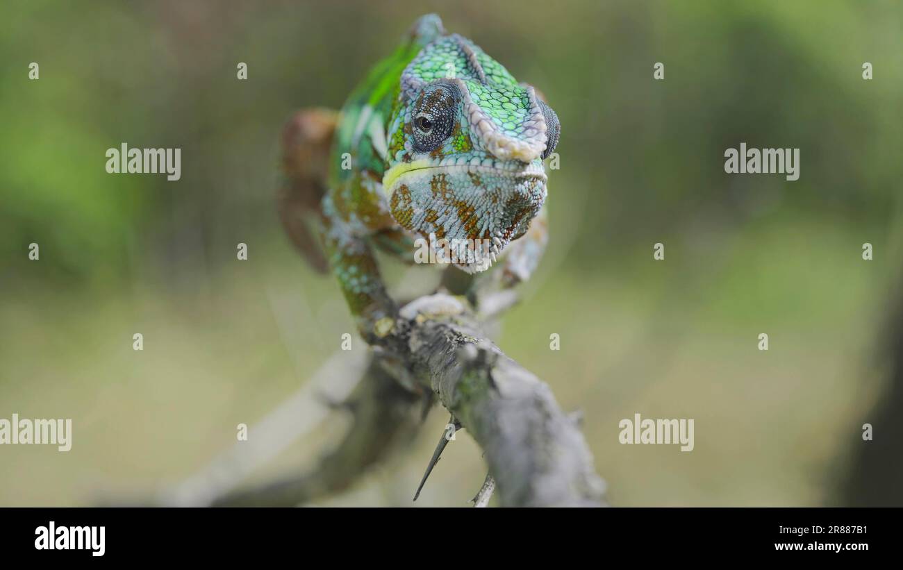 Green chameleon walks along branch and looksat around on bright sunny ...