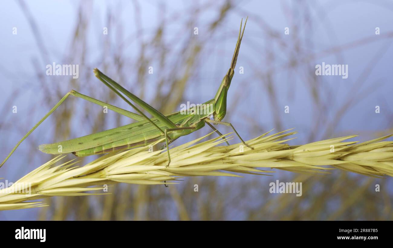Giant green slant-face grasshopper Acrida washes cleaning its antennae ...