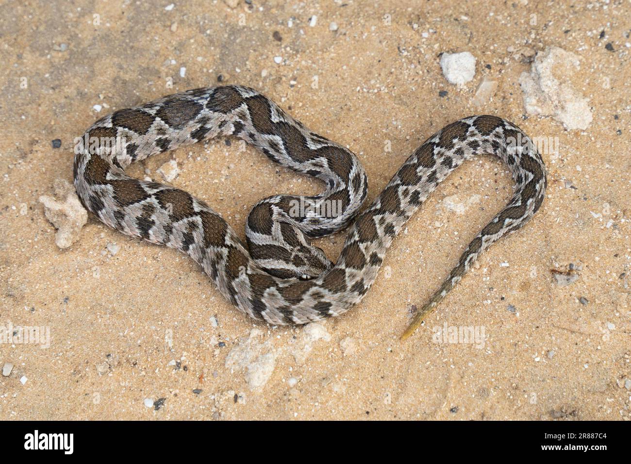 A young specimen of a venomous Palestine viper, on a sandy terrain ...