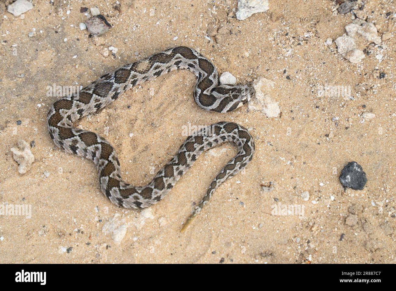 A young specimen of a venomous Palestine viper, on a sandy terrain ...
