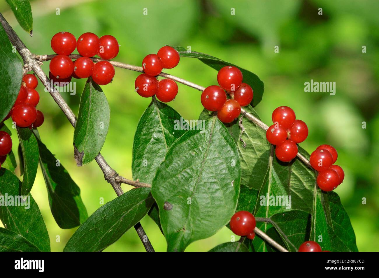 Amur Honeysuckle (Lonicera maackii Stock Photo - Alamy