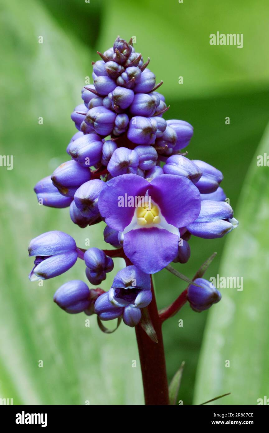 Blue Ginger (Dichorisandra thyrsiflora) (Dichorisandra thrysiflora), Brazilian Ginger ...
