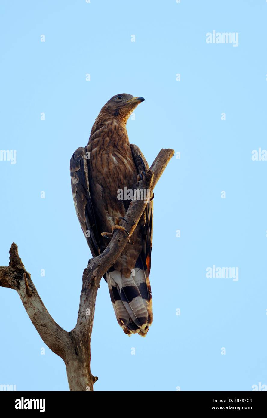 Crested honey buzzard india hi-res stock photography and images - Alamy